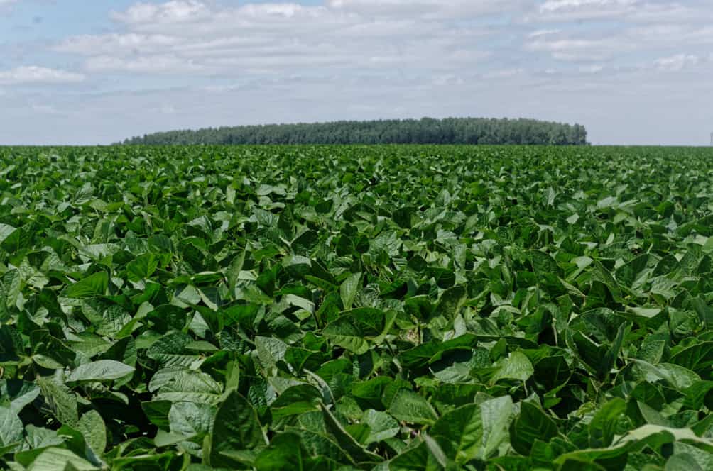 Template Advanced Artikel: Inter-row cultivation in soybean - legumehub.eu