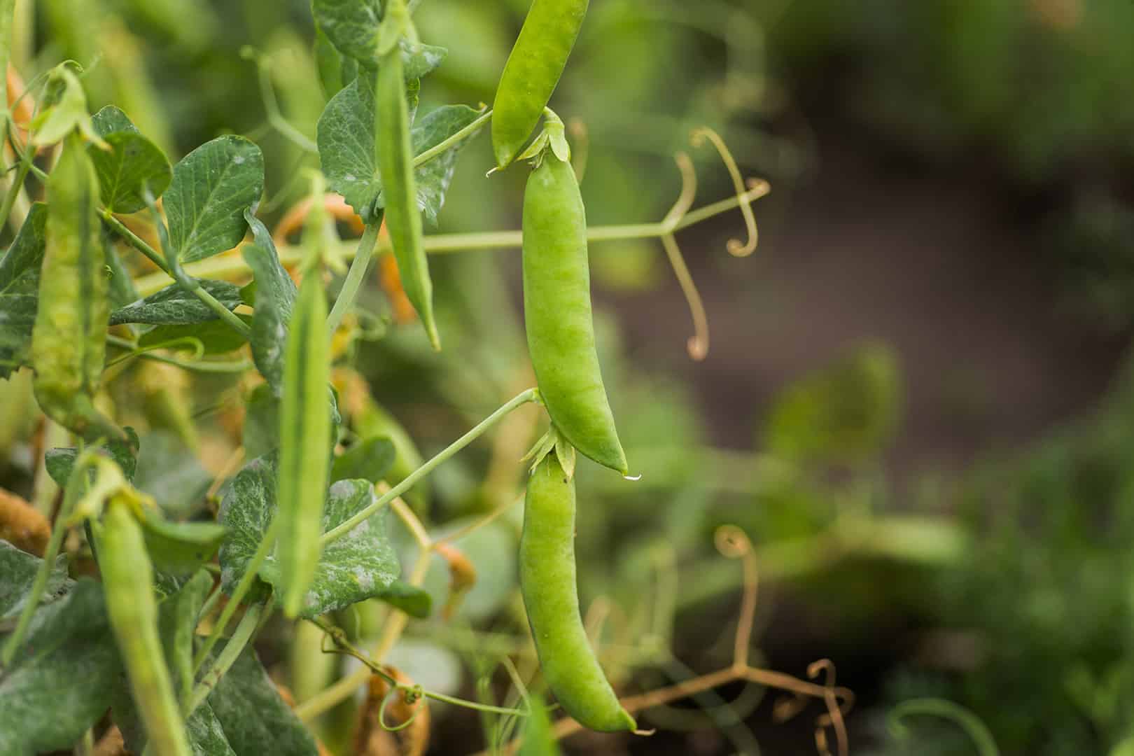 Legume Hub - Welcome - legumehub.eu