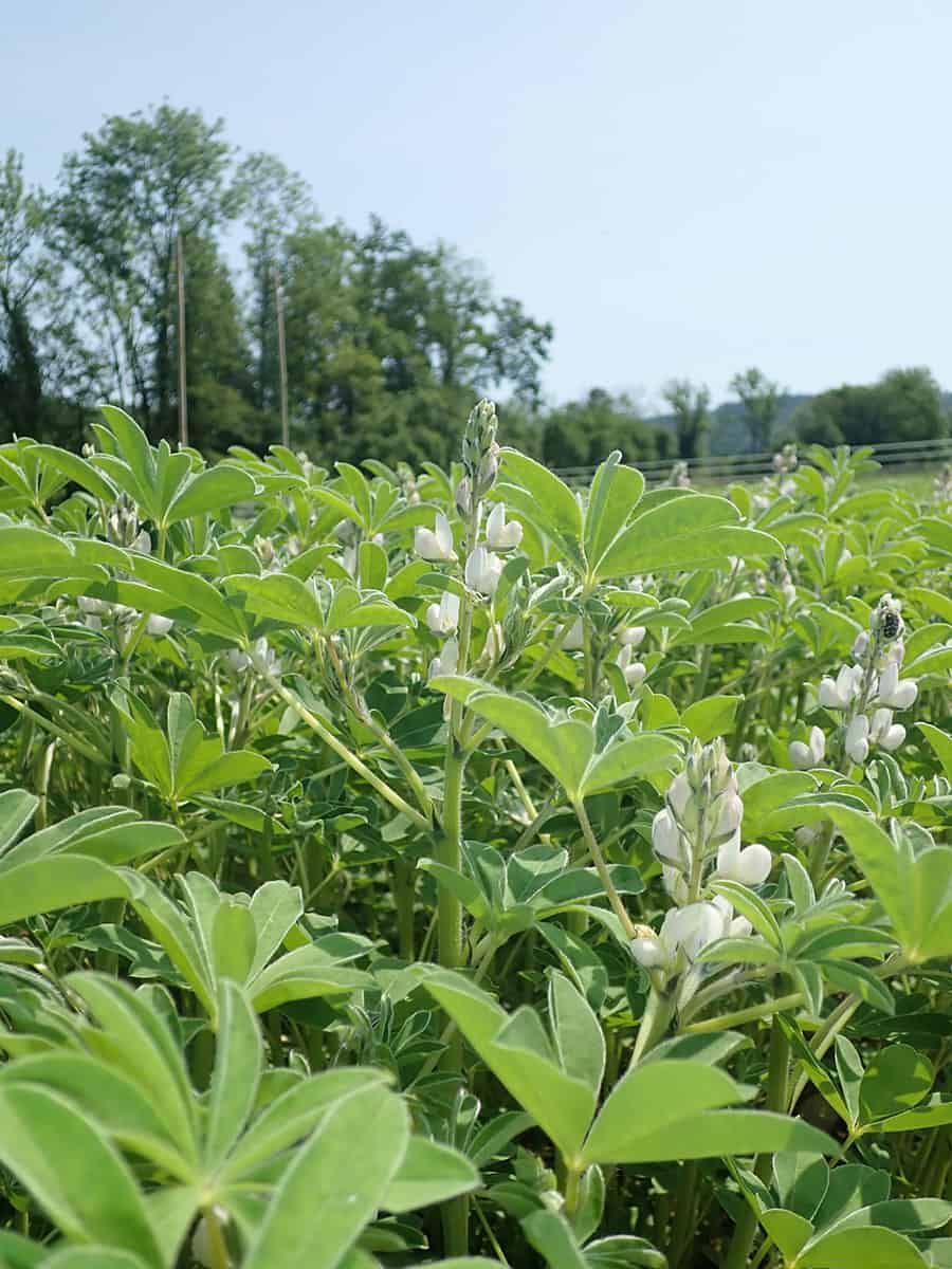 Cultivation of white lupin - legumehub.eu