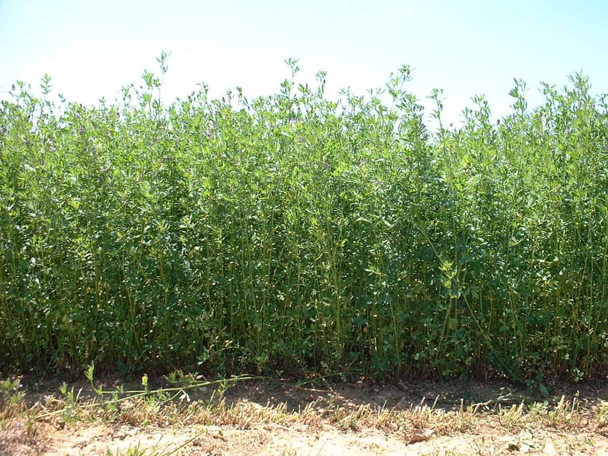 Growing lucerne in cool climates - legumehub.eu