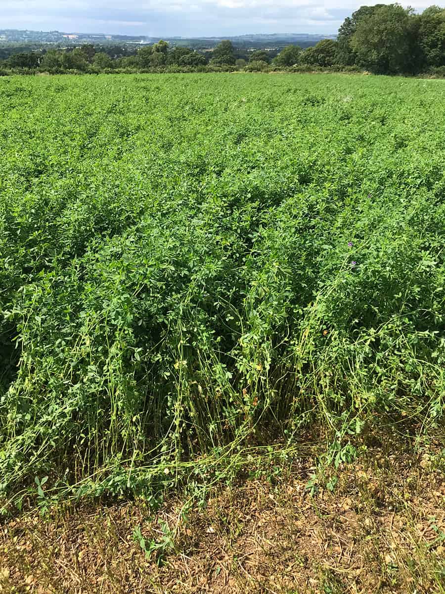 Growing lucerne in cool climates - legumehub.eu