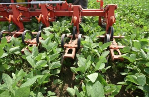 Inter-row cultivation in soybean | legumehub.eu