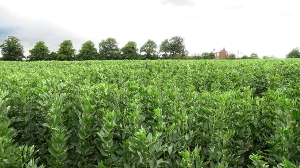 Feeding faba bean to dairy cows - legumehub.eu