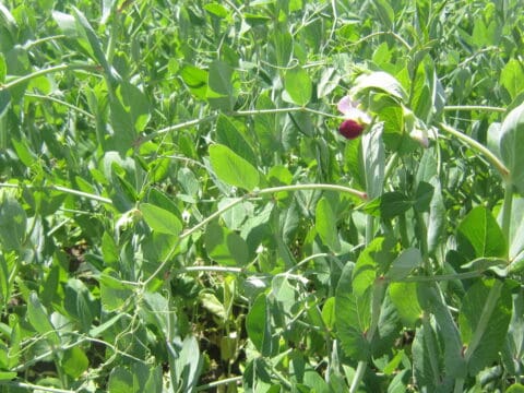 Winter pea in south-east Europe - legumehub.eu