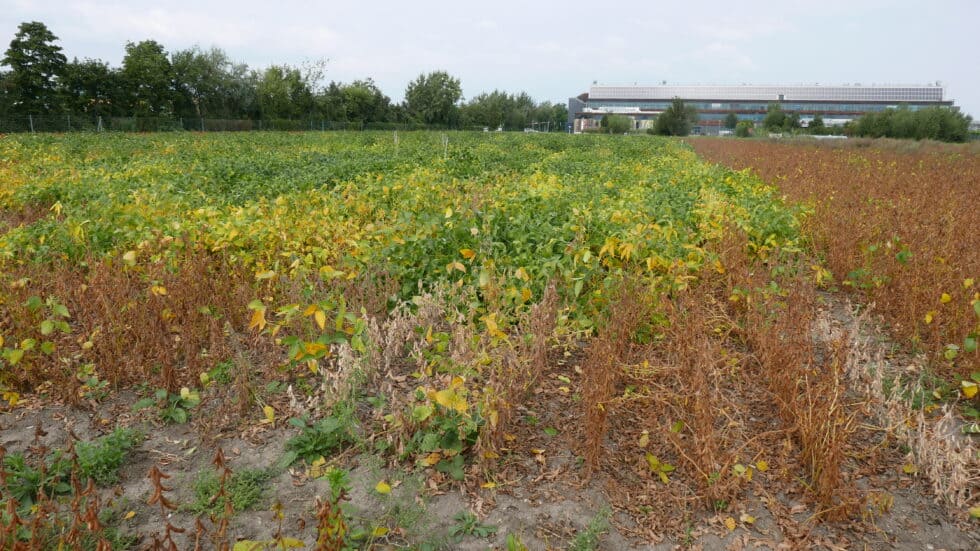 Choosing soybean cultivars | legumehub.eu