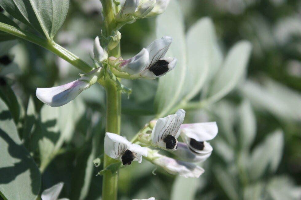 Faba bean - legumehub.eu