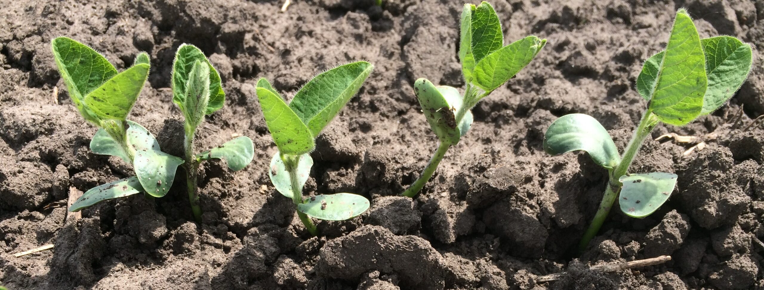 Testul de germinare la rece pentru semințele de soia - legumehub.eu