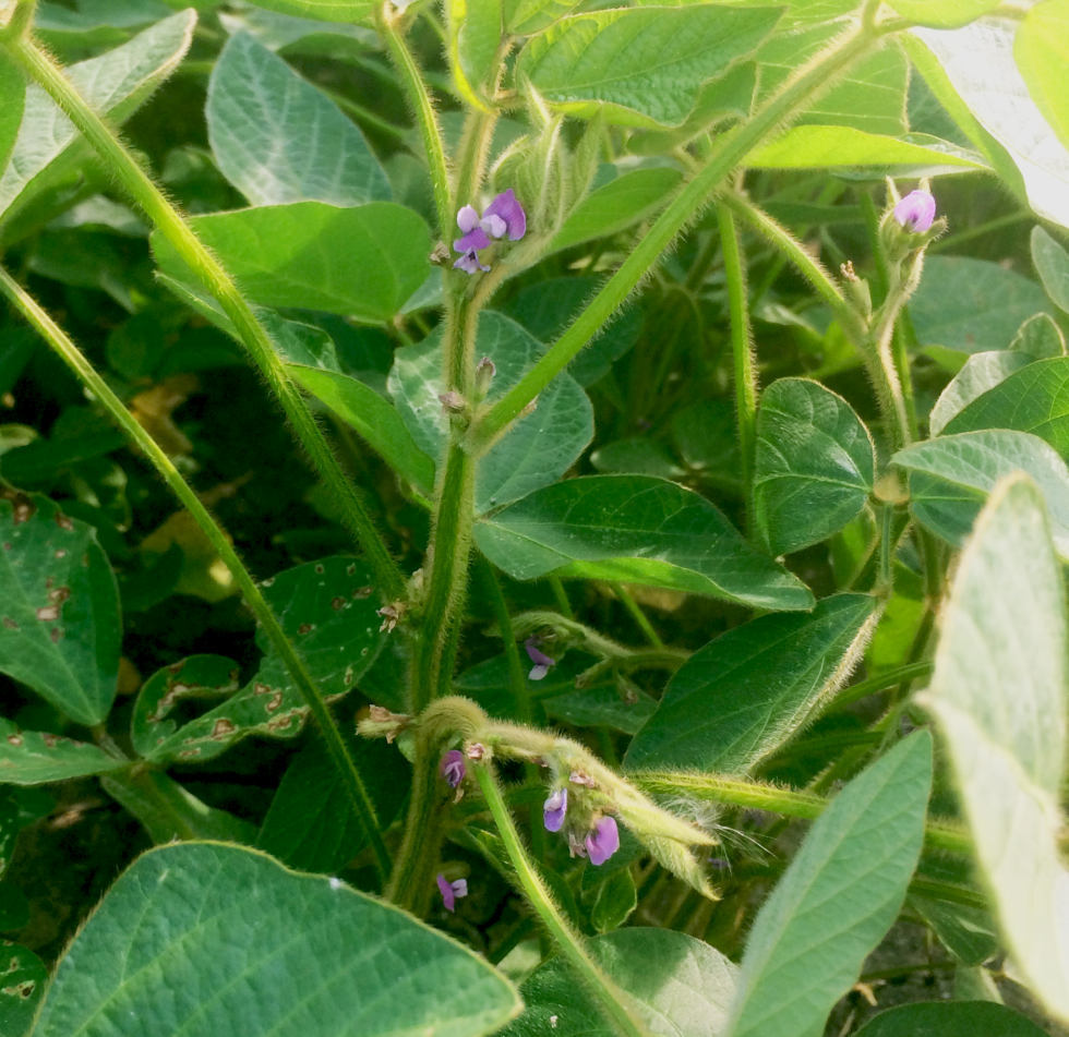 Water Use And Irrigation In Soybean Legumehubeu