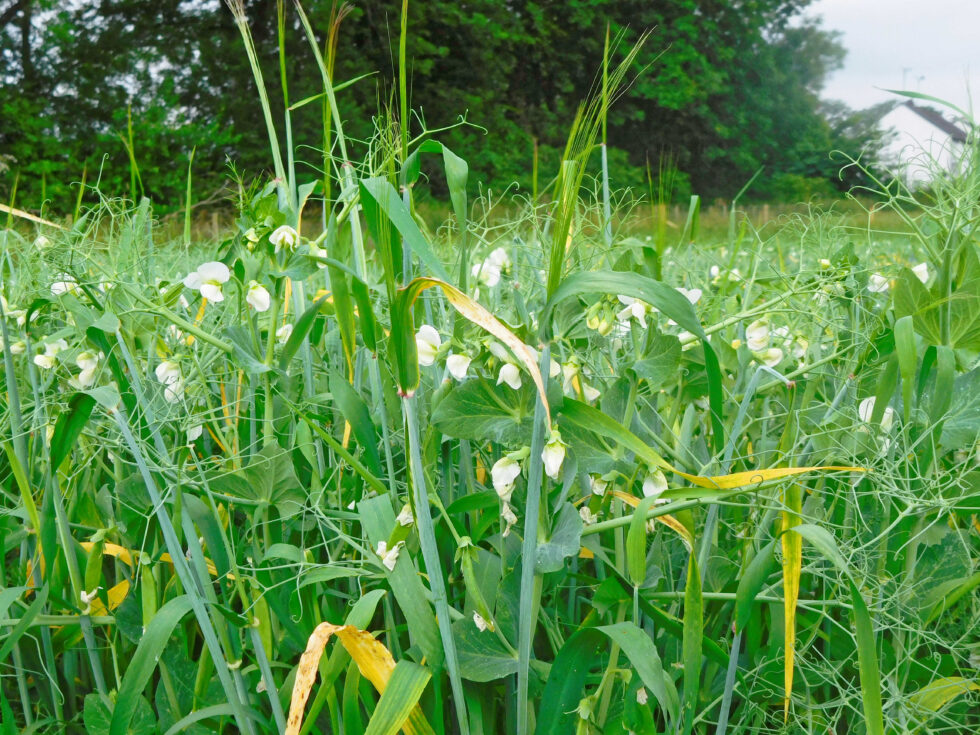 Forage legumes for a cool climate | legumehub.eu