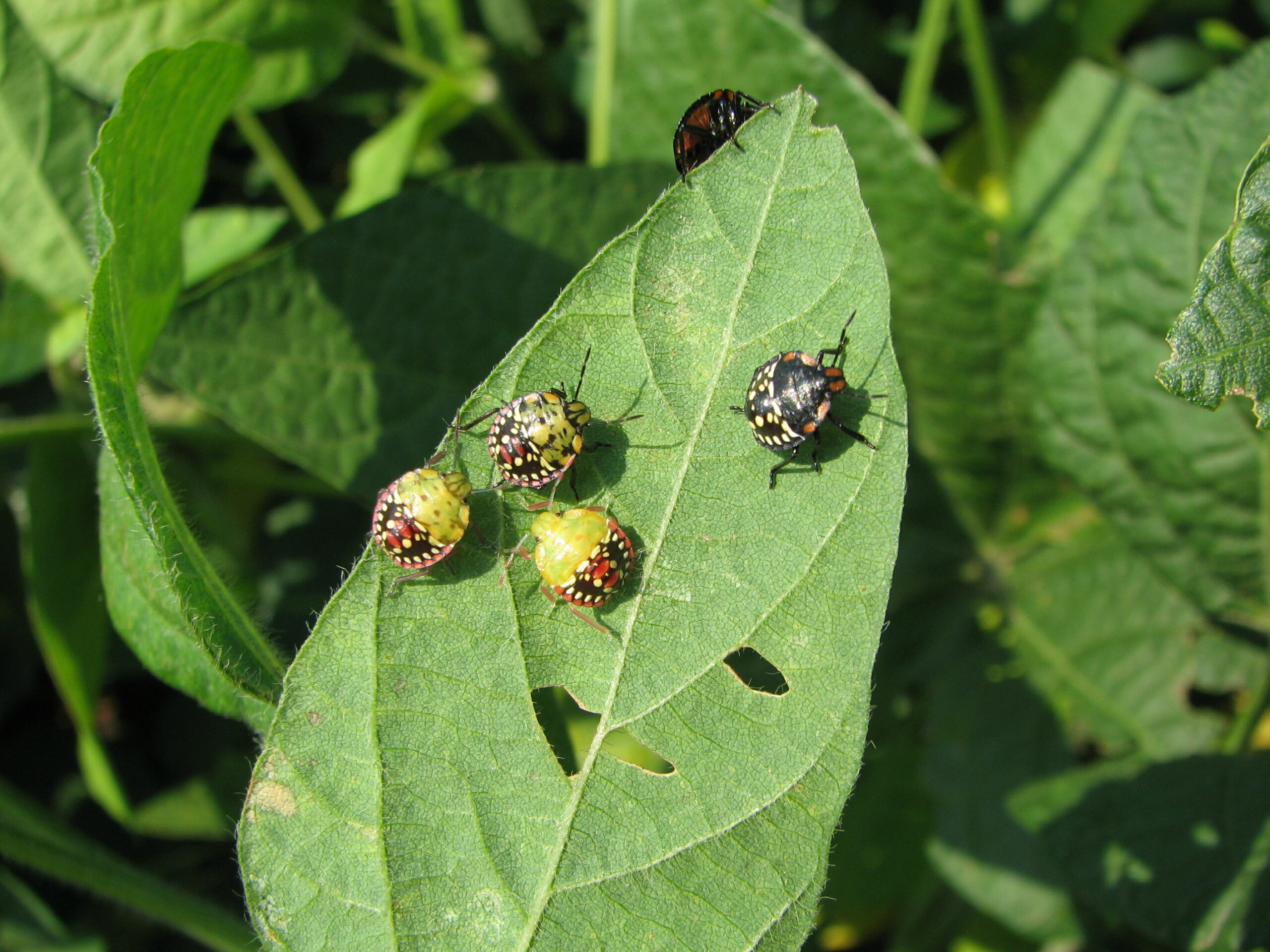 Green Stink Bug Legumehub eu Green Stink Bug Legumehub eu